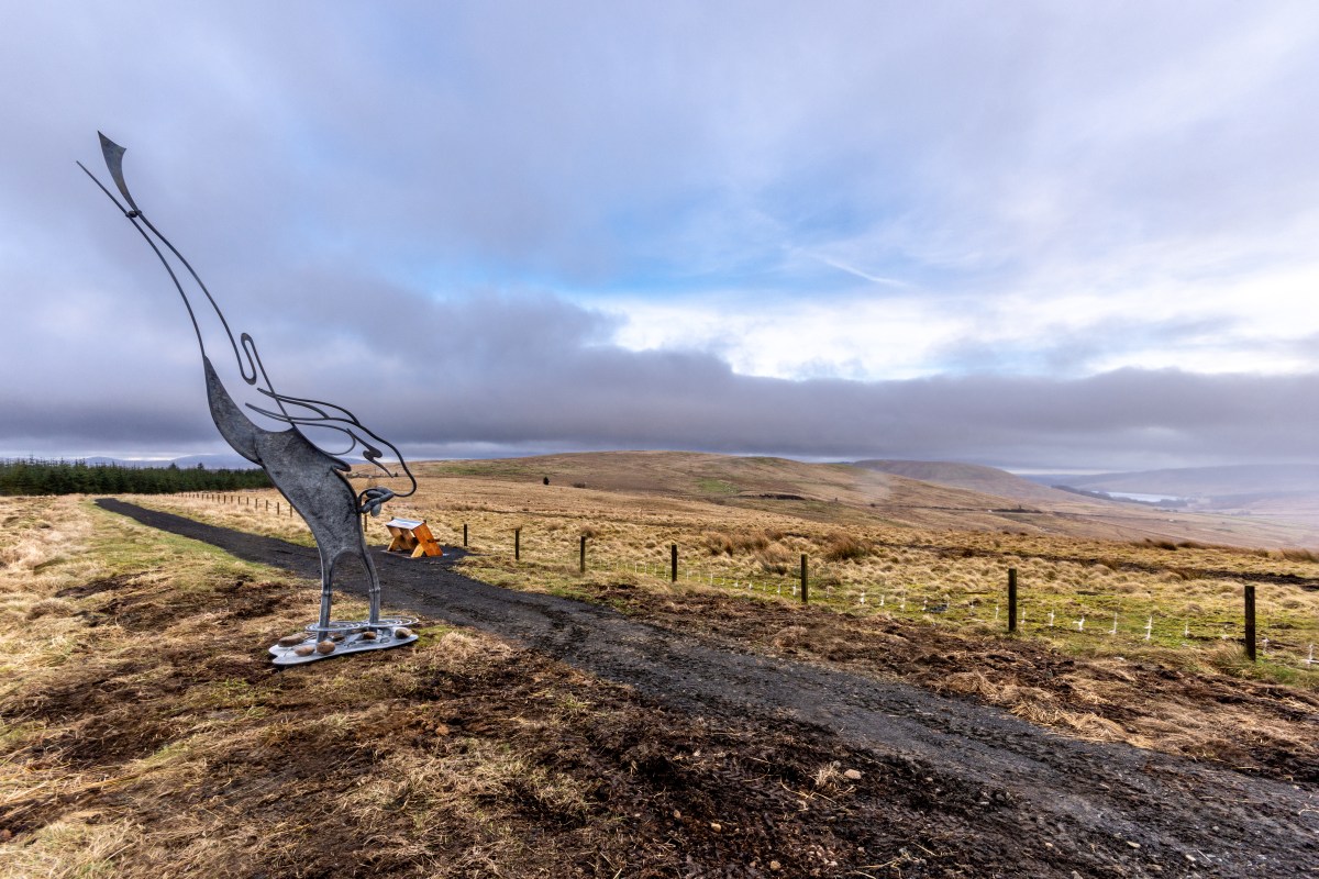 The Cheviot Goat – Aisling on Art